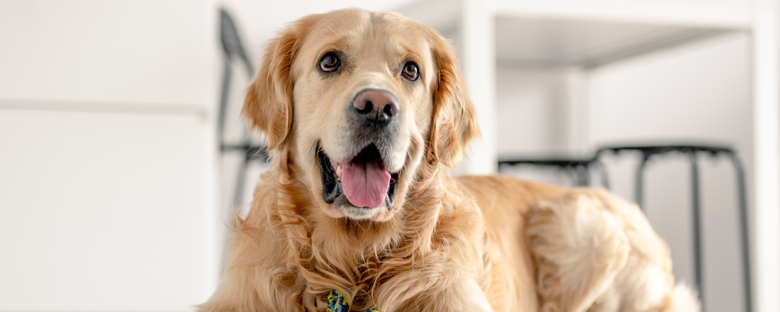 The Gut-Brain Axis in Dogs: Why Behavior and Digestion Are Connected